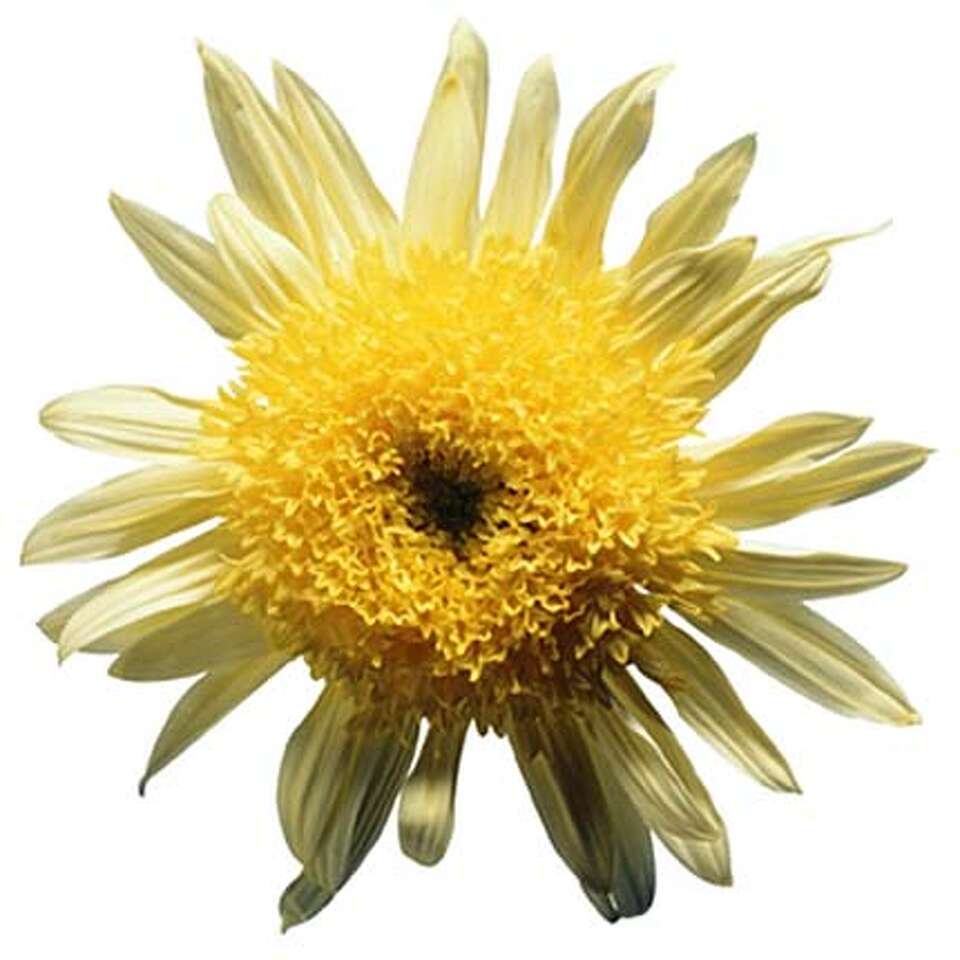 Love notes hidden in flowers / Mother's Day is the perfect time to ...