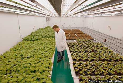 Future pharmers / Biotech firms using plants in attempt to produce ...