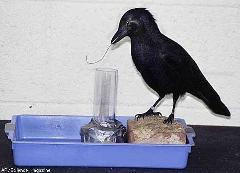 Tool-making crow impresses scientists - SFGate