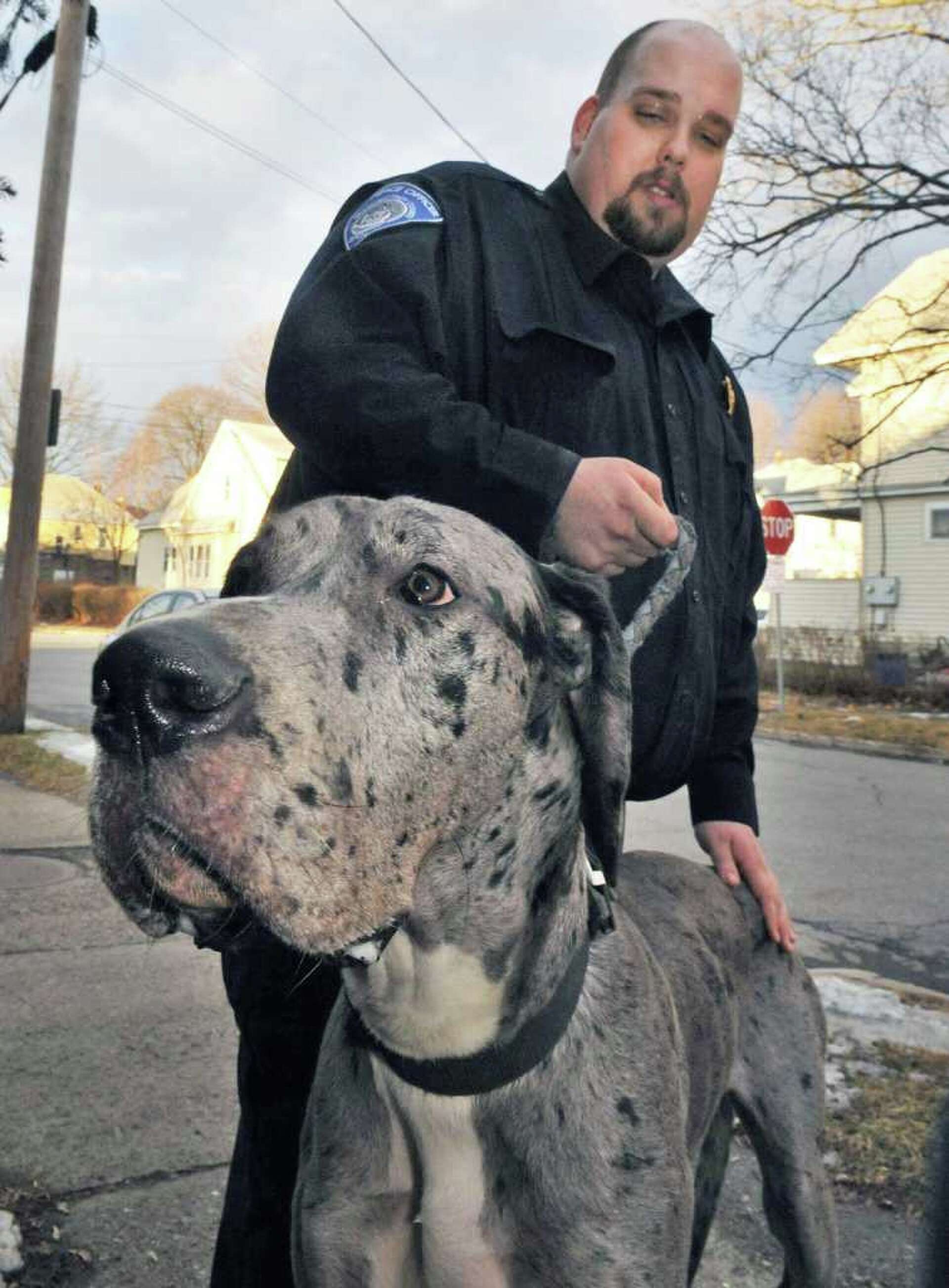 SPCA rescue offers Great Dane new life after terror