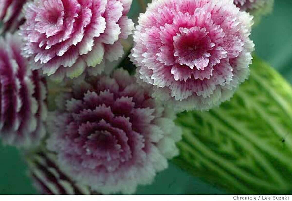 Uncovering the flower in the vegetable