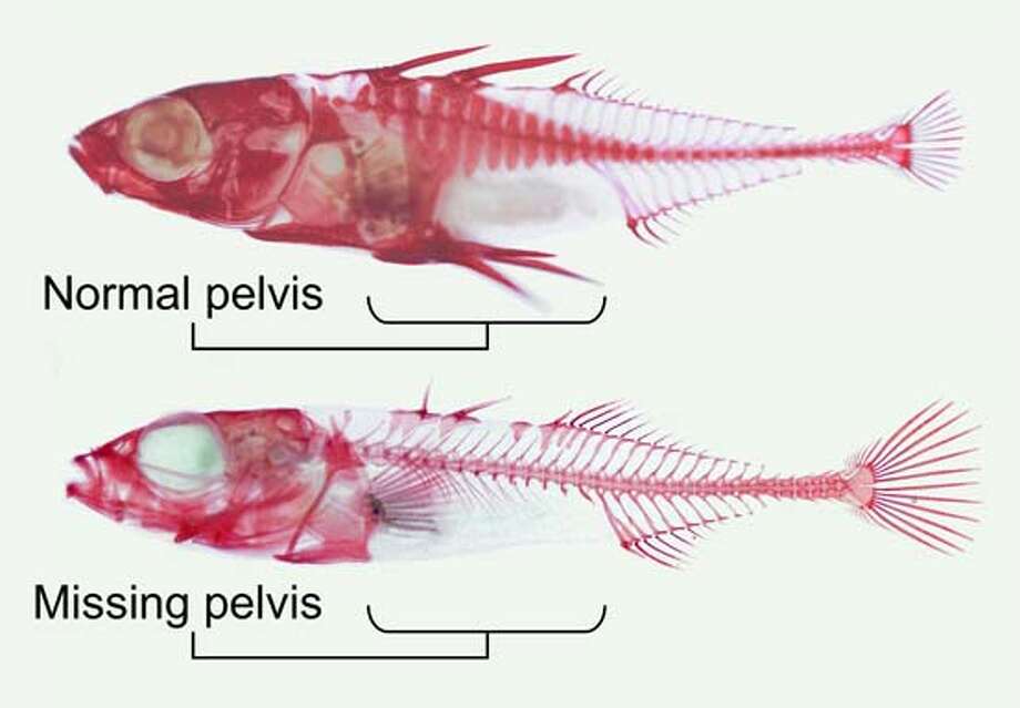 How did the stickleback lose its fins? / Single gene played key role in ...