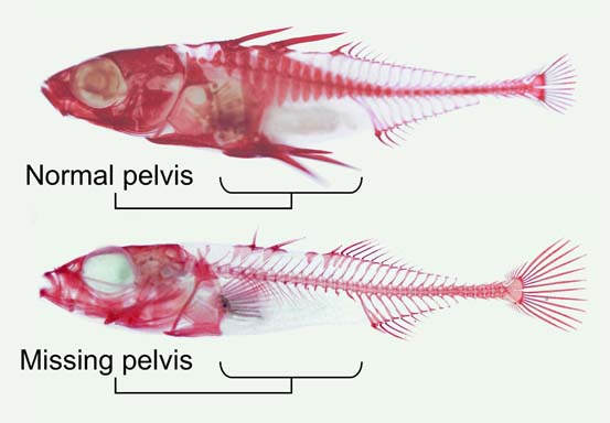 How did the stickleback lose its fins? / Single gene played key role in ...