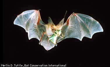 Betting On Bats / Insect eaters could help state's farmers