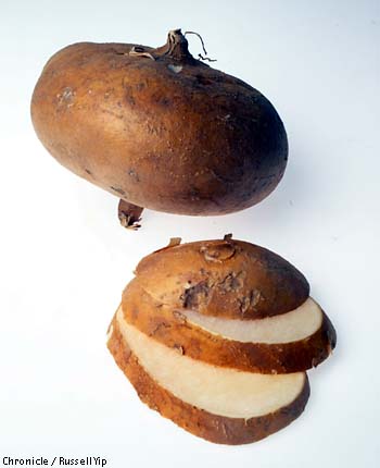 Jicama