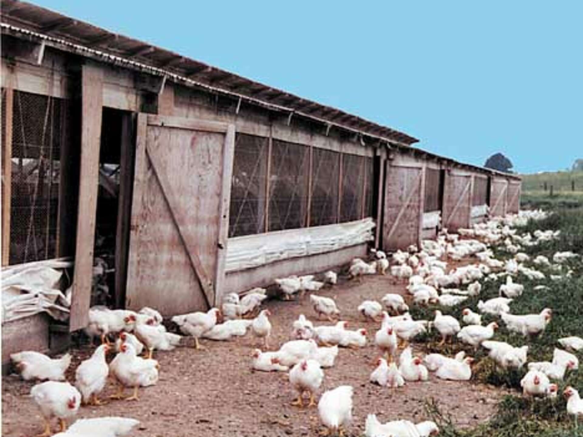 Petaluma Poultry discovers happy chickens also tastiest