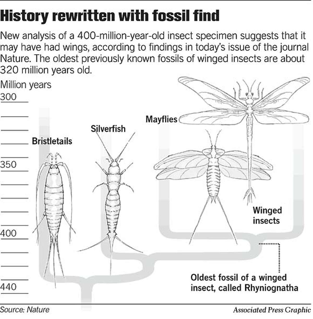 Earliest known insect discovered / Tiny fossil of jaws sat unexamined ...