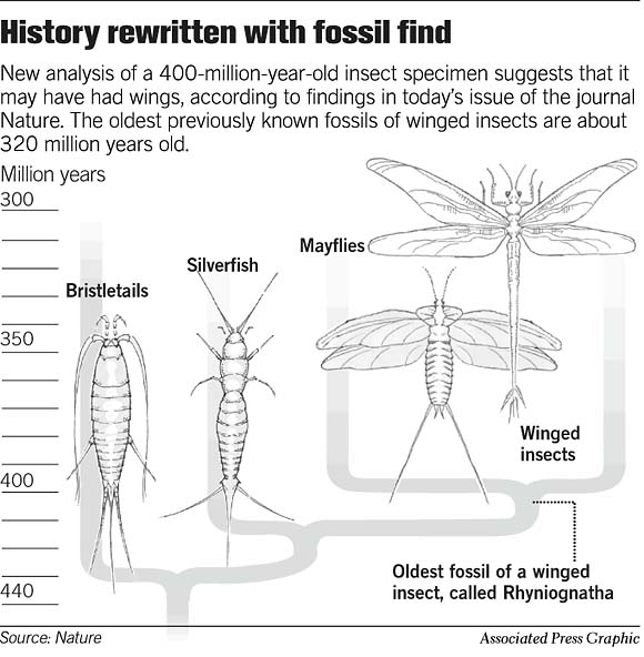 Earliest known insect discovered / Tiny fossil of jaws sat unexamined ...