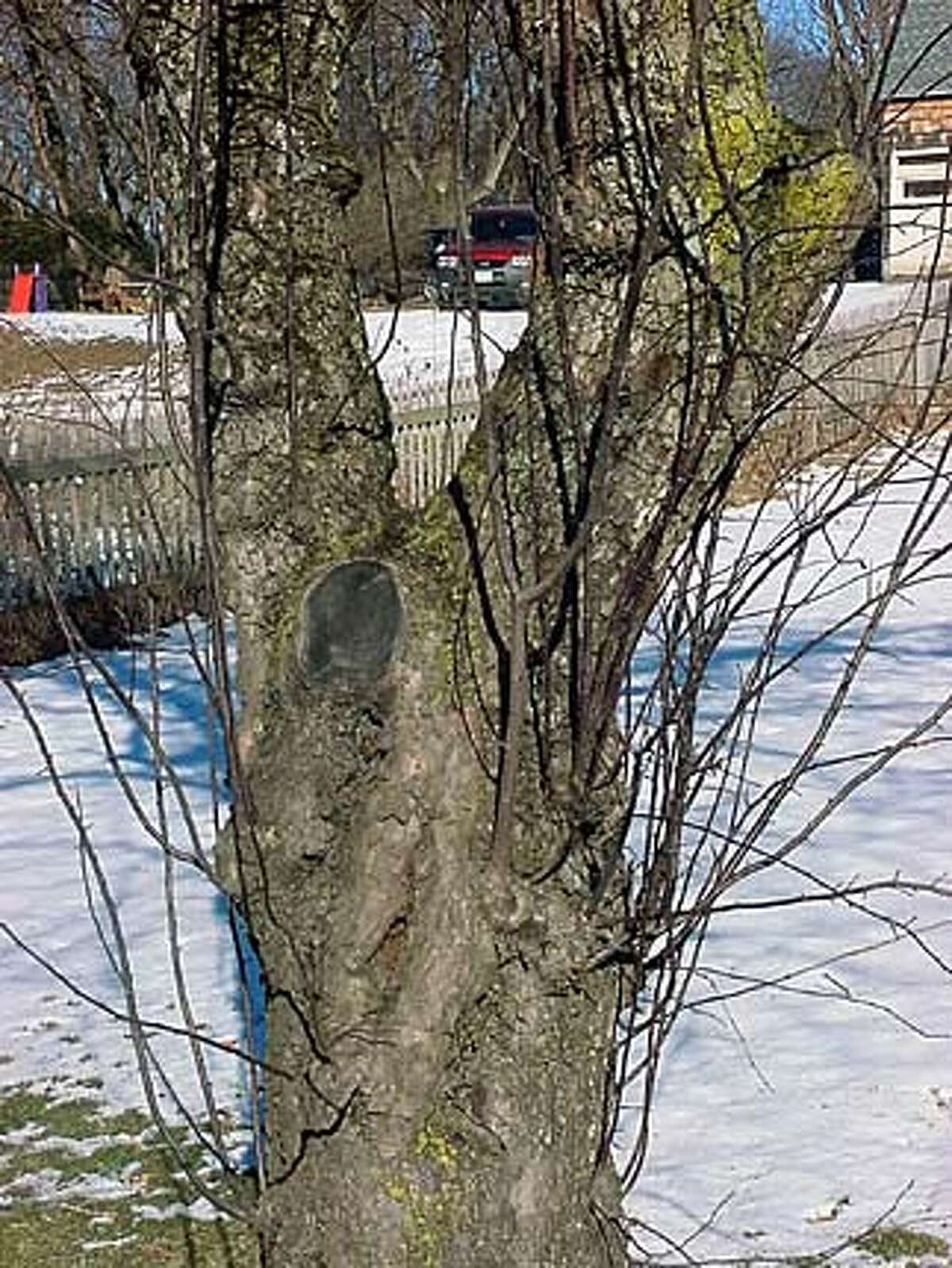 It's a jungle out there / Trimming keeps landscaping healthy, beautiful