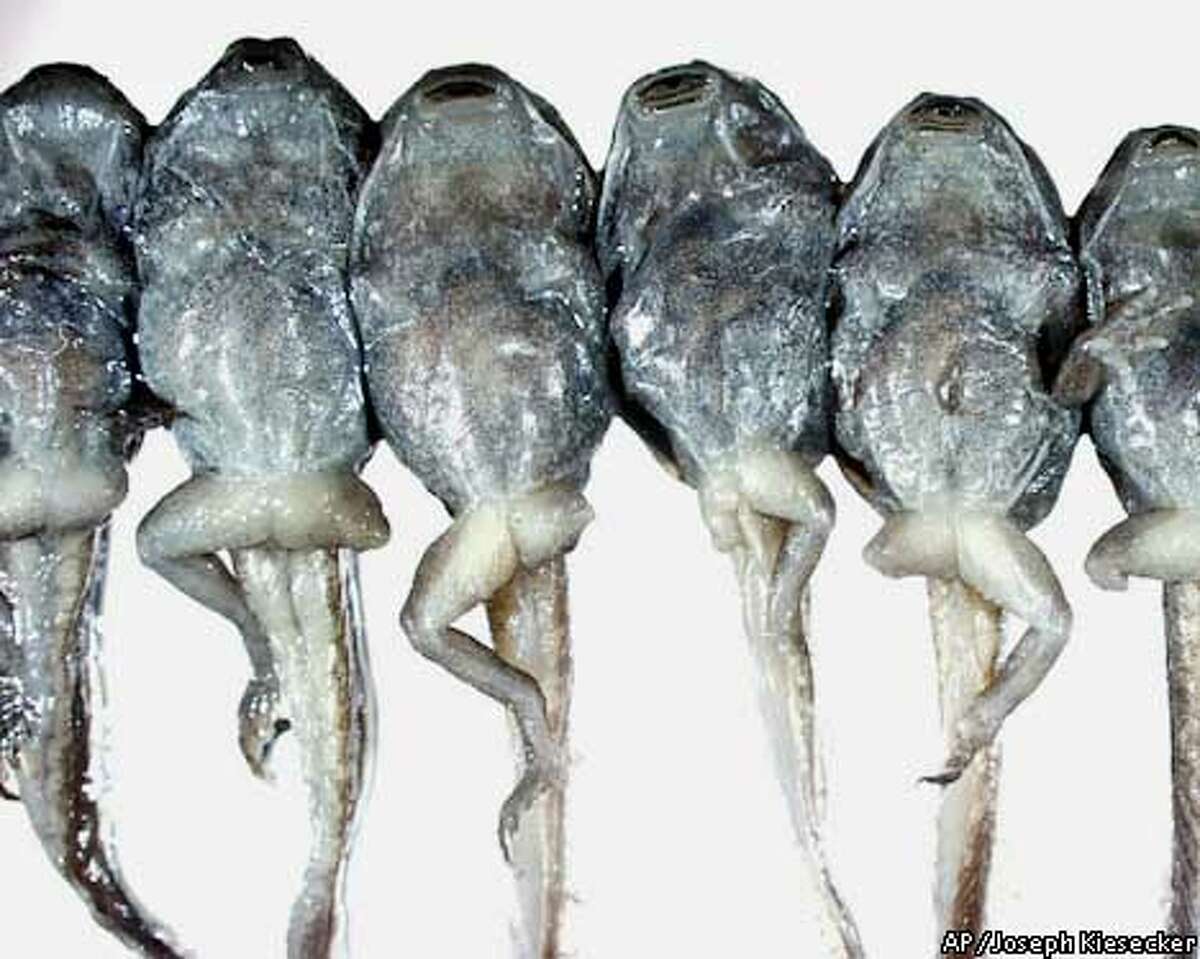 Pesticides and flawed frogs / Researchers reveal first signs linking ...