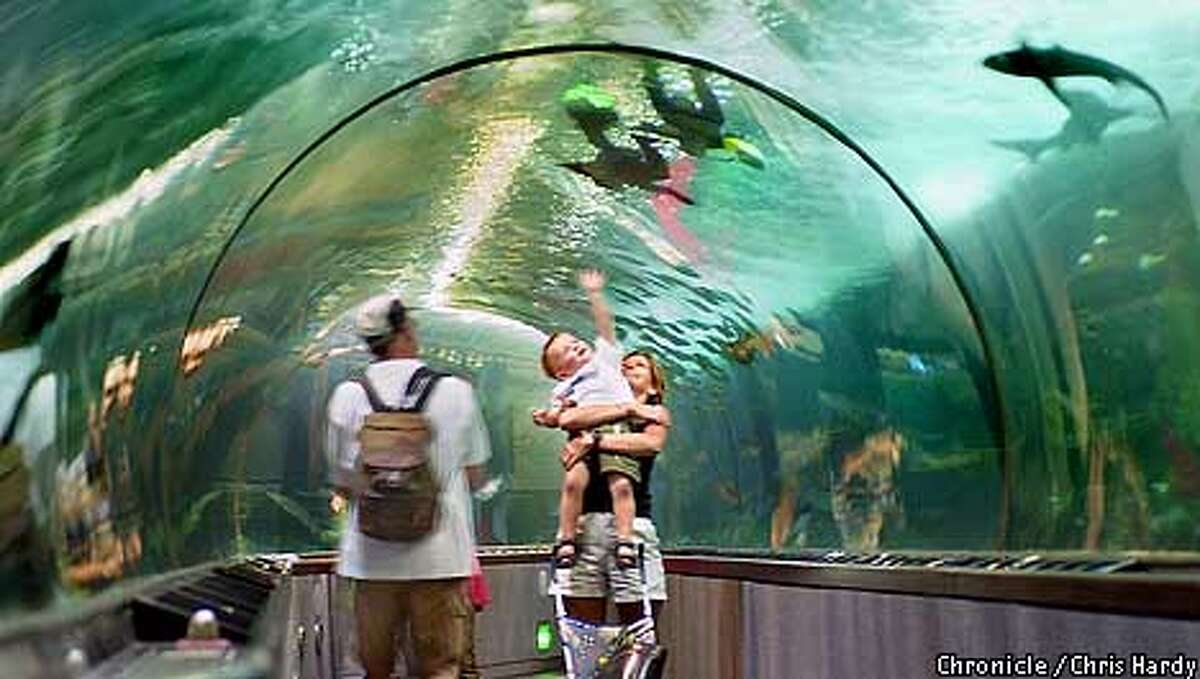 Aquarium rises from depths of UnderWater World