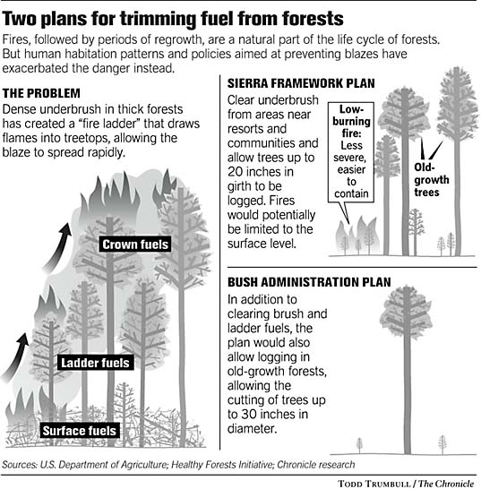 Cutting down the trees to save the forest