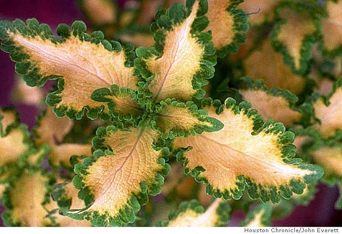 Colorful new coleus truly shine