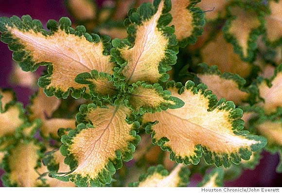 Colorful new coleus truly shine