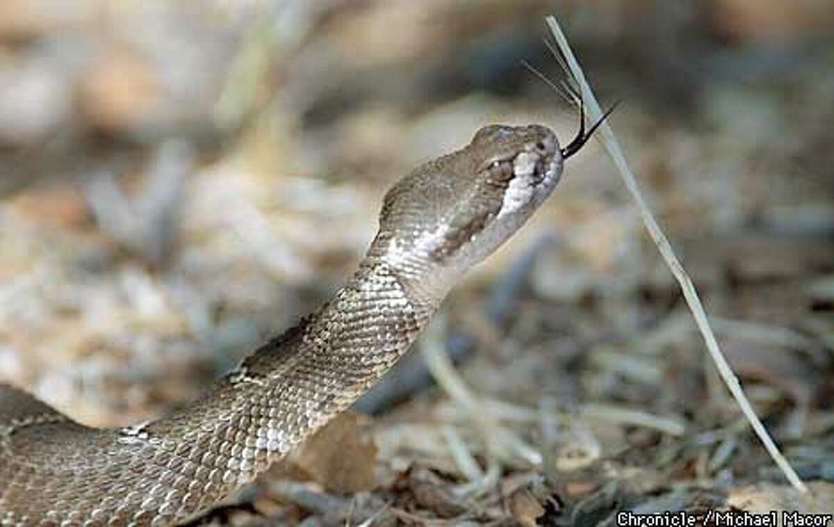 Rattlesnakes season is back in the Bay Area - here's how to spot them