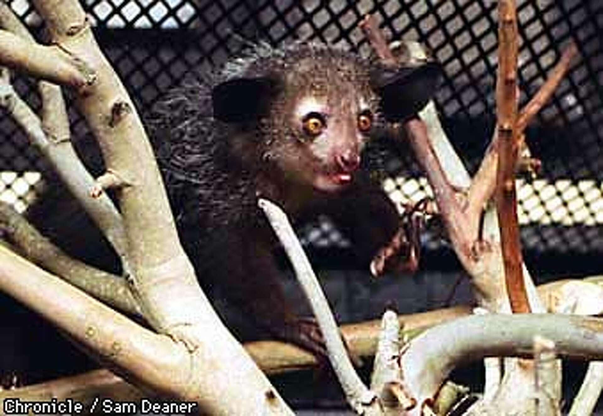Reluctant Party Animals / Aye-ayes shun spotlight at S.F. Zoo opening