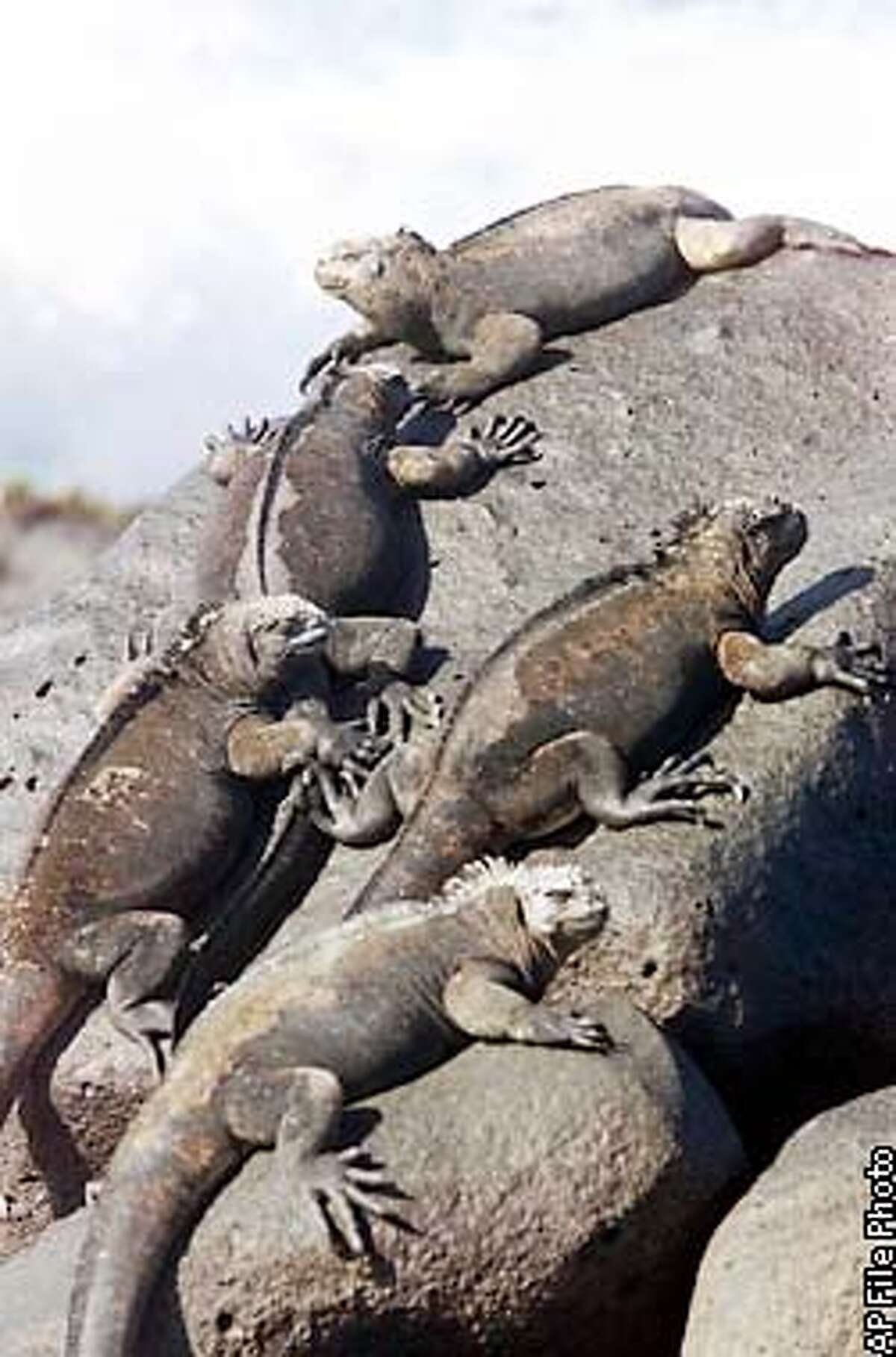 Oil spill called disaster for Galapagos iguanas / Islands' destruction ...