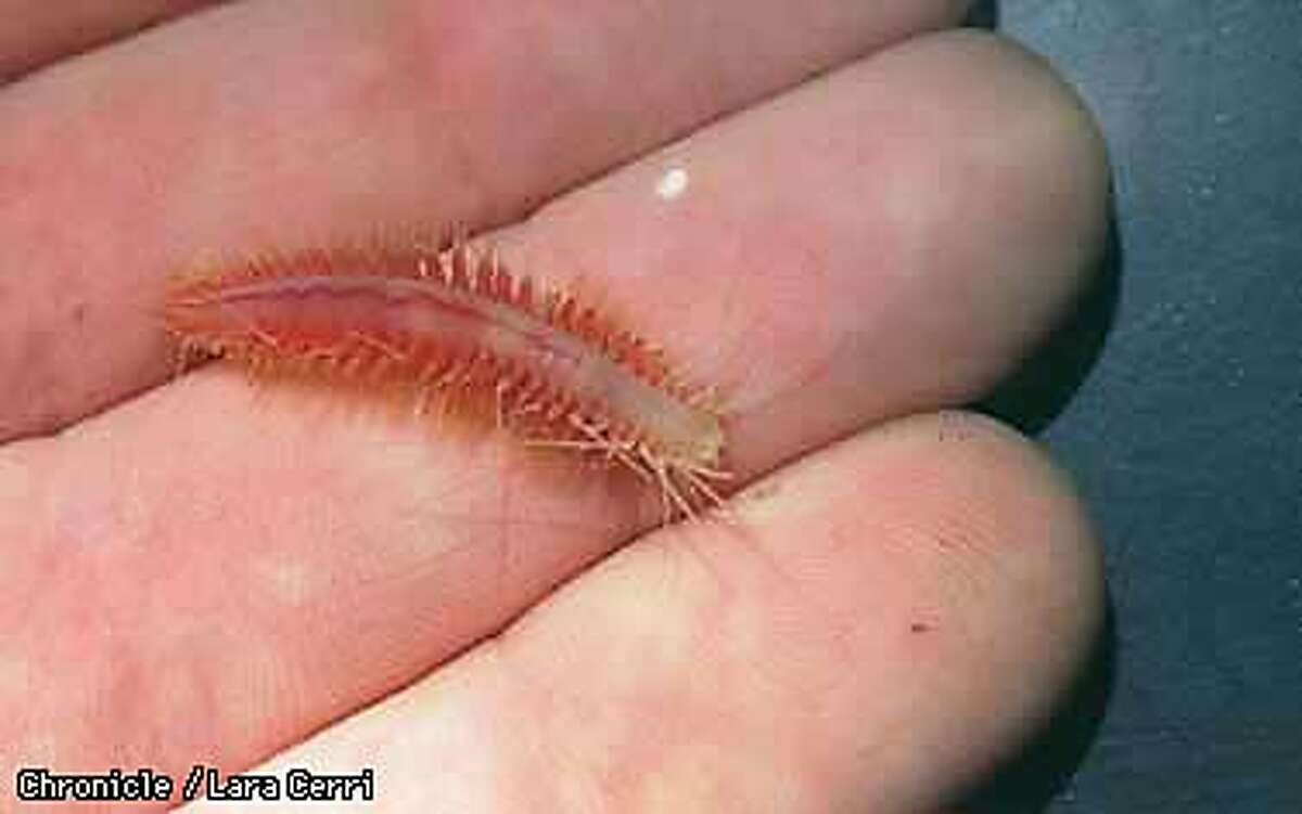 PAGE ONE -- Mysterious Ice Worms Discovered / A hint that life could ...