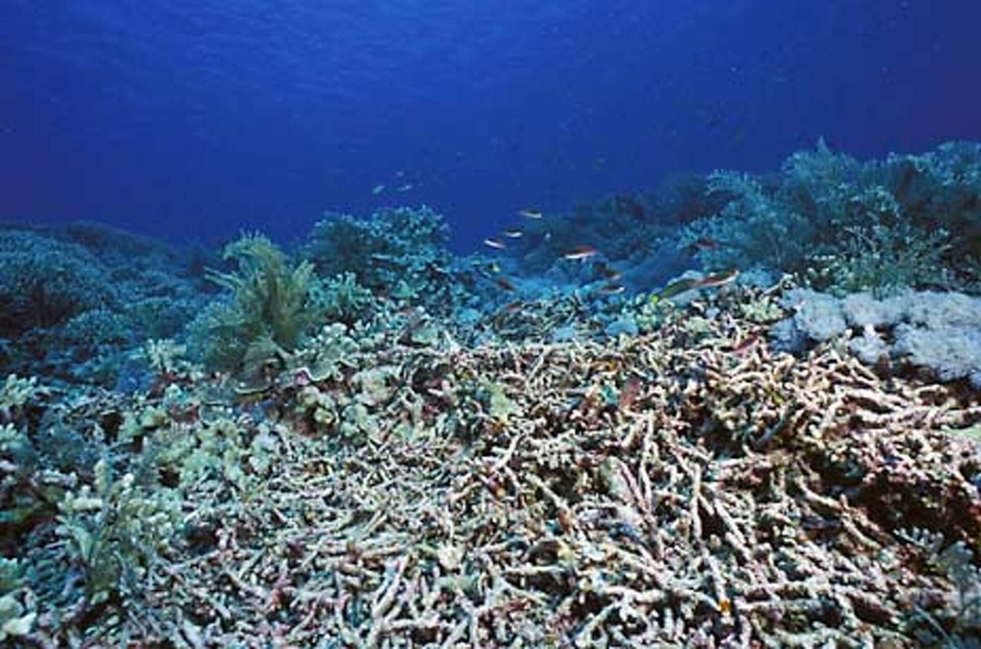 The depths of destruction / Dynamite fishing ravages Philippines ...