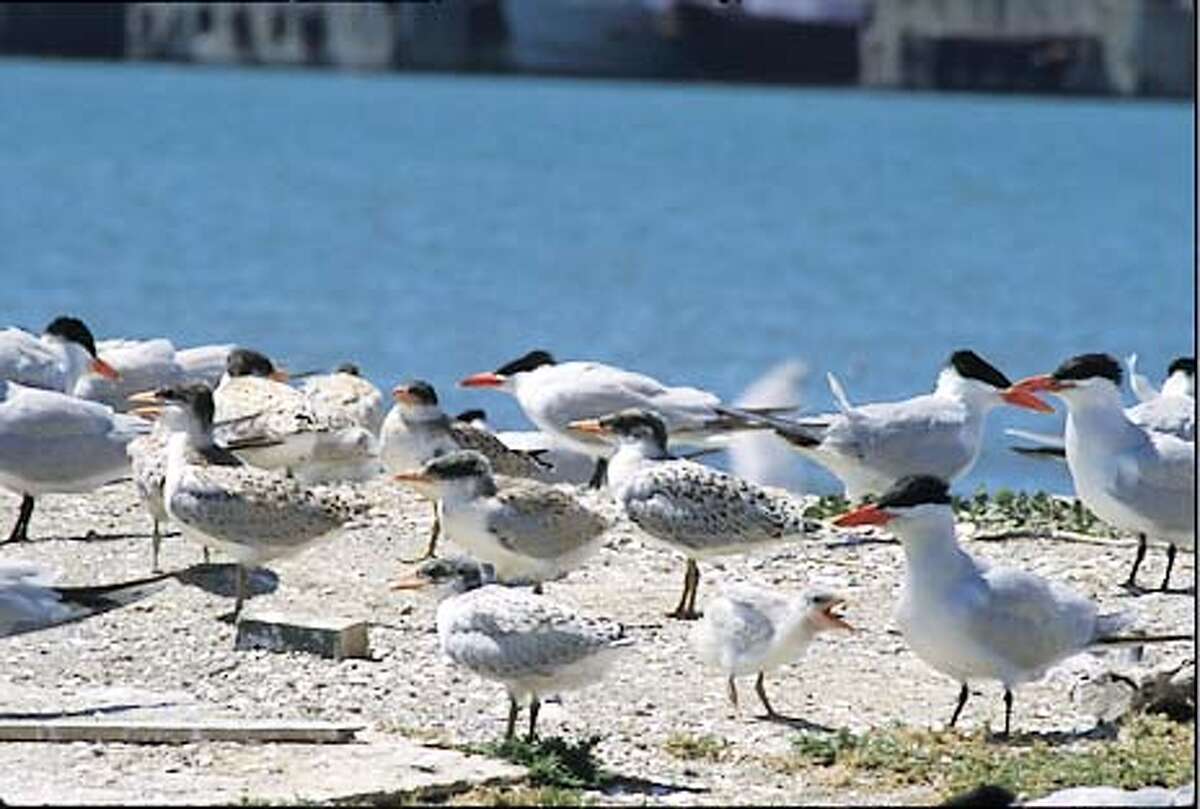 Brooks Island is for the birds / Wildlife sanctuary off Richmond