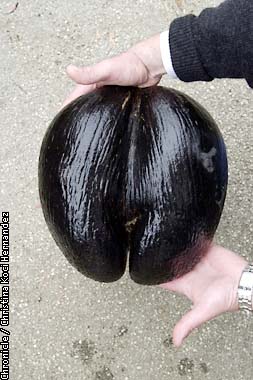 Giant nut drawing blushed approval / World's biggest seed gets crowds ...