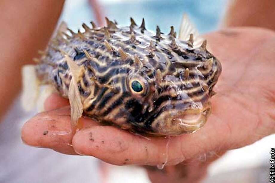 DNA help from a deadly fish / Fugu genome offers clues to human life ...