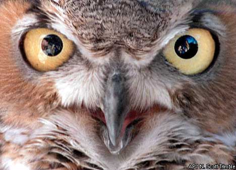 Great horned owl / Awkward young visitor will soon become most feared ...
