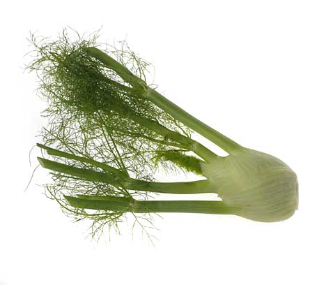 Fennel