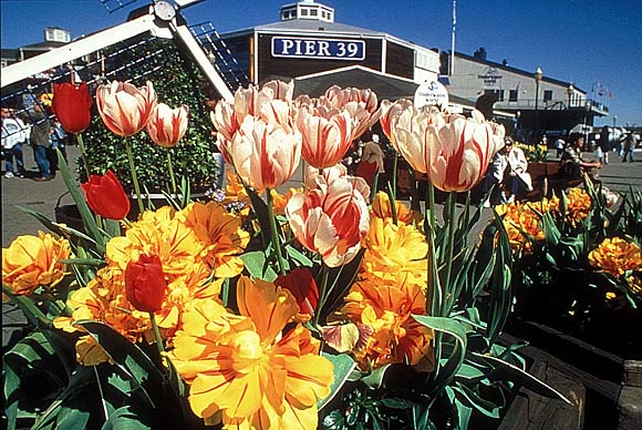 Tulip show at Pier 39