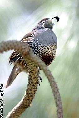 Quail at crossroads / Feral cats may be rounded up to protect S.F.'s ...
