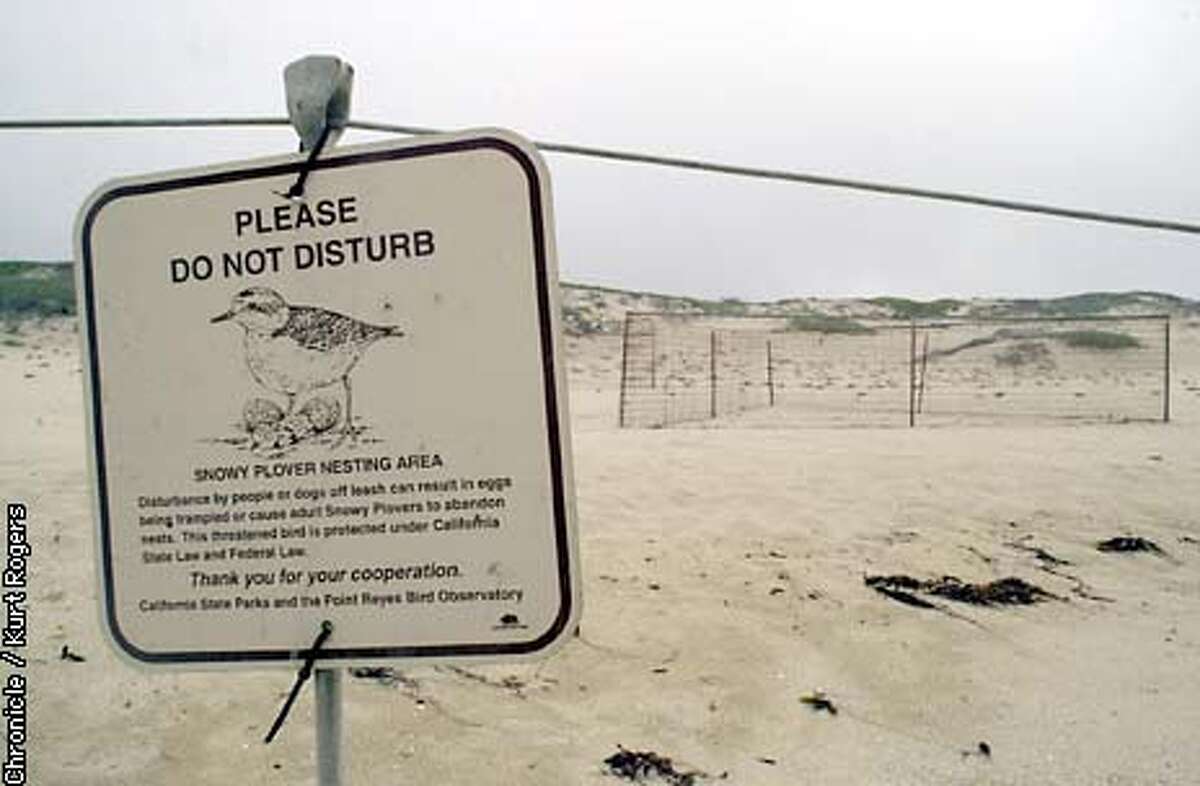 PLOVER PATROL / State increases protections for threatened bird