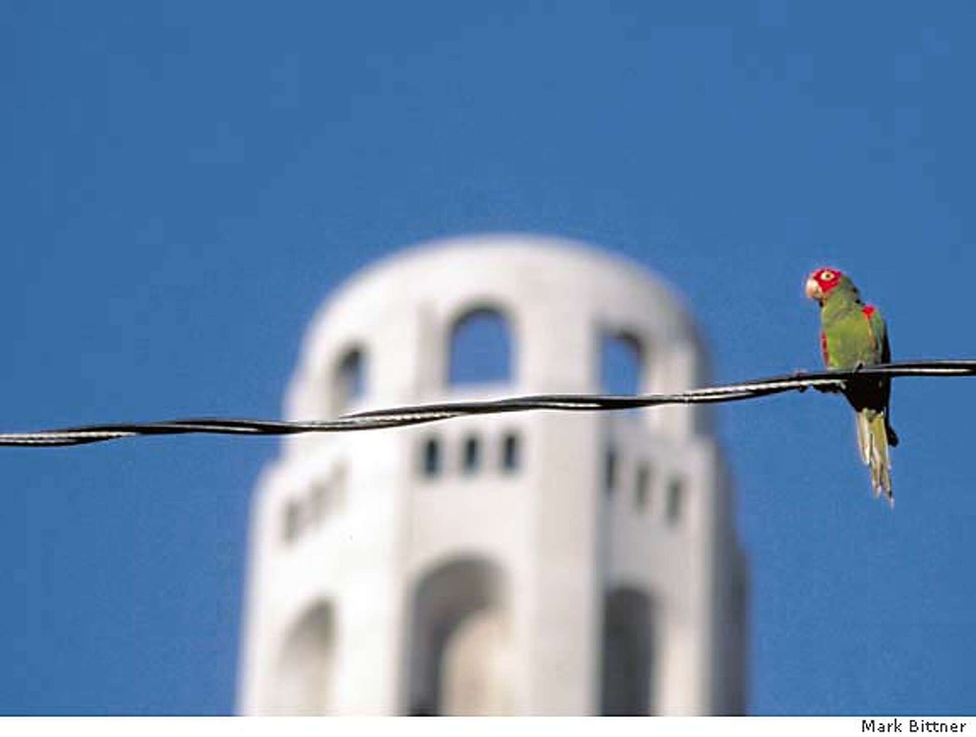 Love affair takes flight / Once-homeless 'Birdman' now teaches experts ...