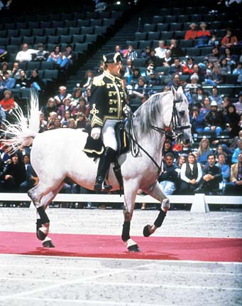 Graceful stallions strut with pampered flair