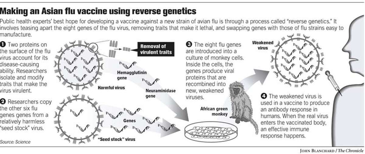 Labs rush to cultivate bird flu vaccine / Reverse genetics allows ...