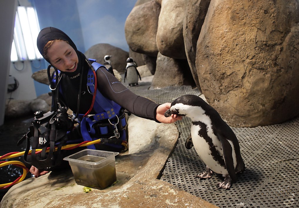 Biologist earns penguins' trust, educates public