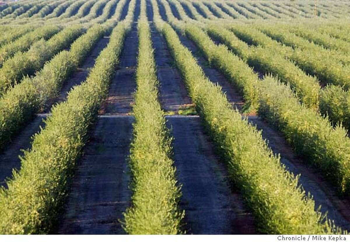 Liquid gold / Tiny Spanish olive makes waves in California's olive oil ...