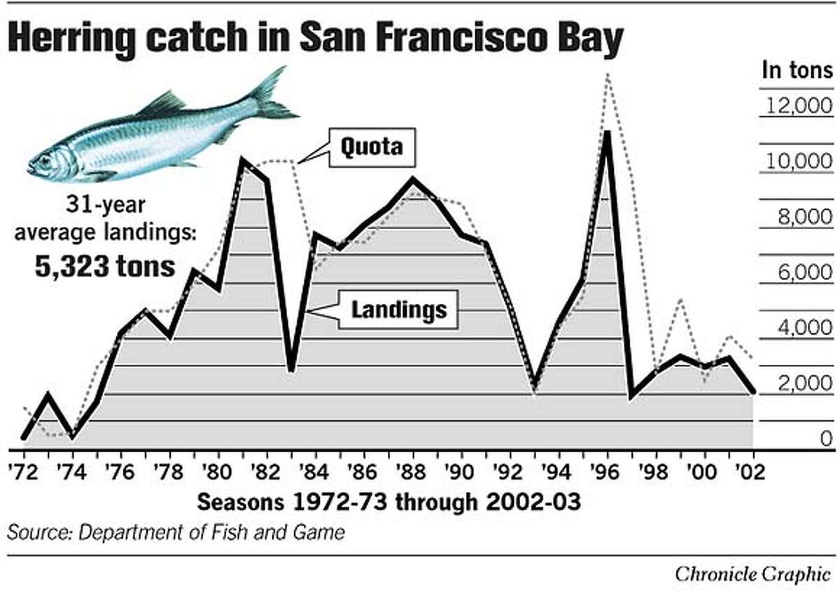 Herring schools are in session / Bay full of spawning fish amid debate ...