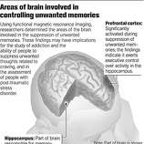 Brain is built to forget, research says / MRIs in Stanford study show ...