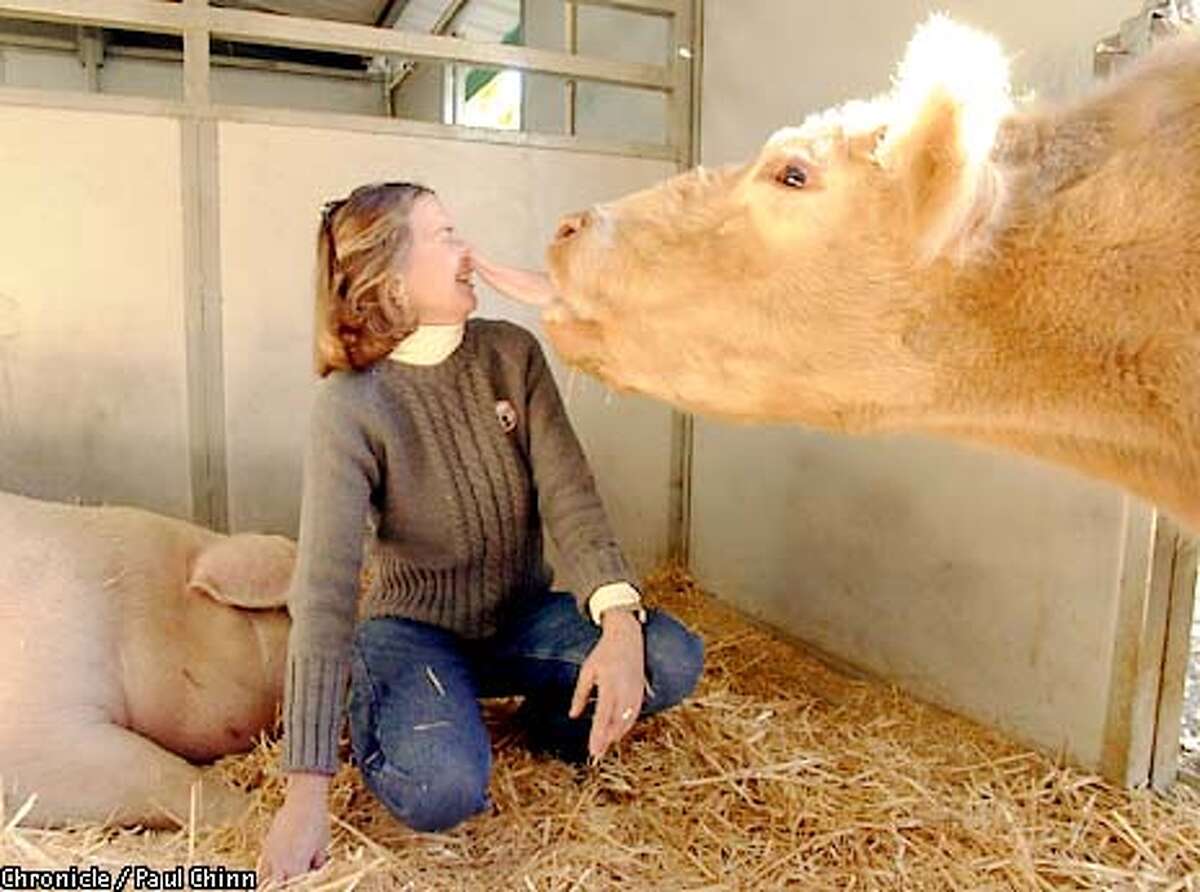 High on the hogs / Vacaville sanctuary gives farm animals clover ...