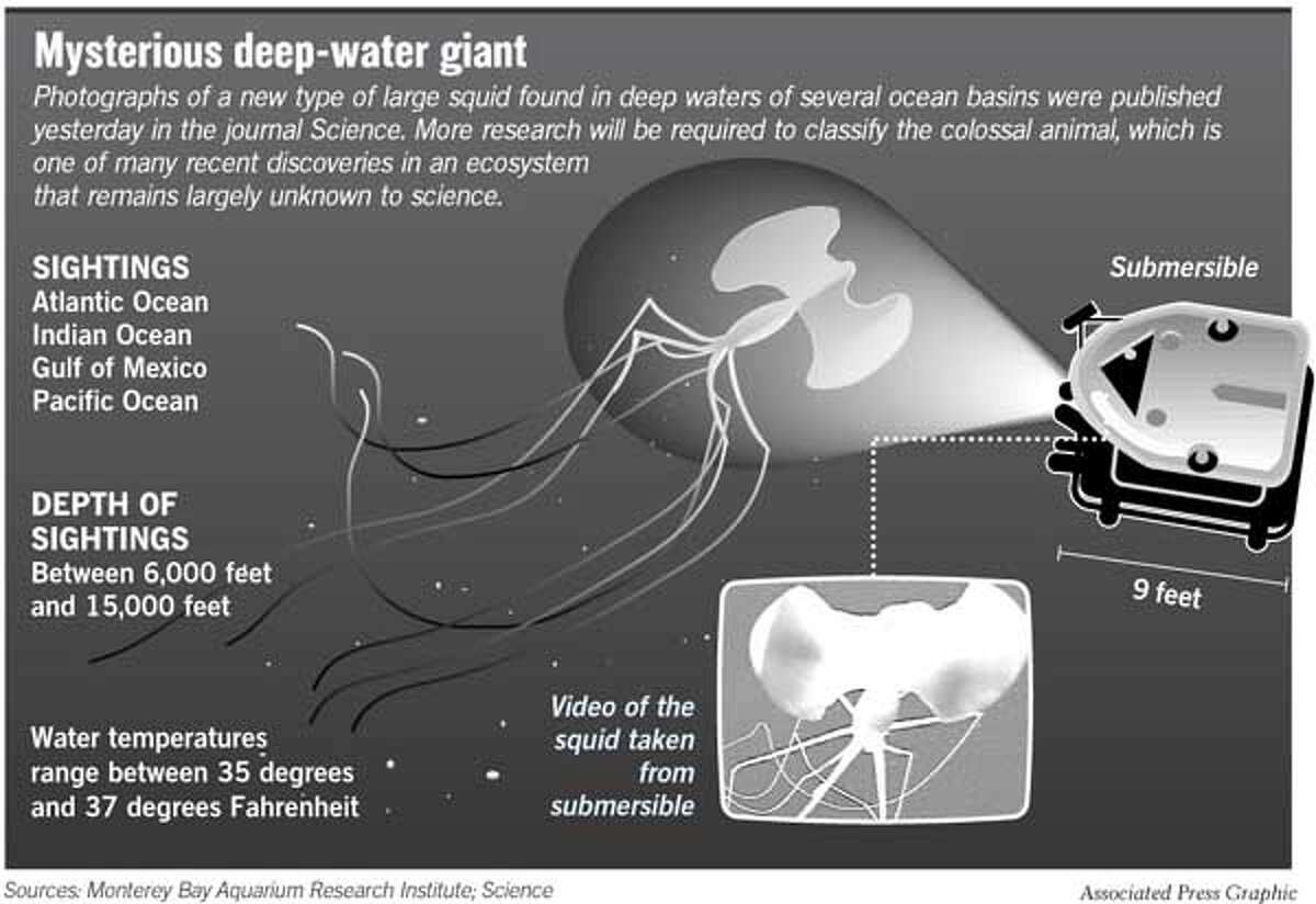 Mystery squid caught on camera / Unknown species has 10 tentacles ...