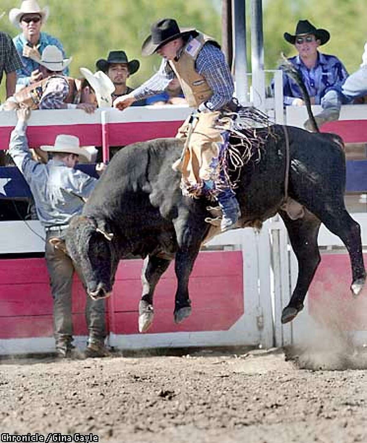 Hooked on rodeo / Bone-crushing, twisting bulls don't faze these four ...