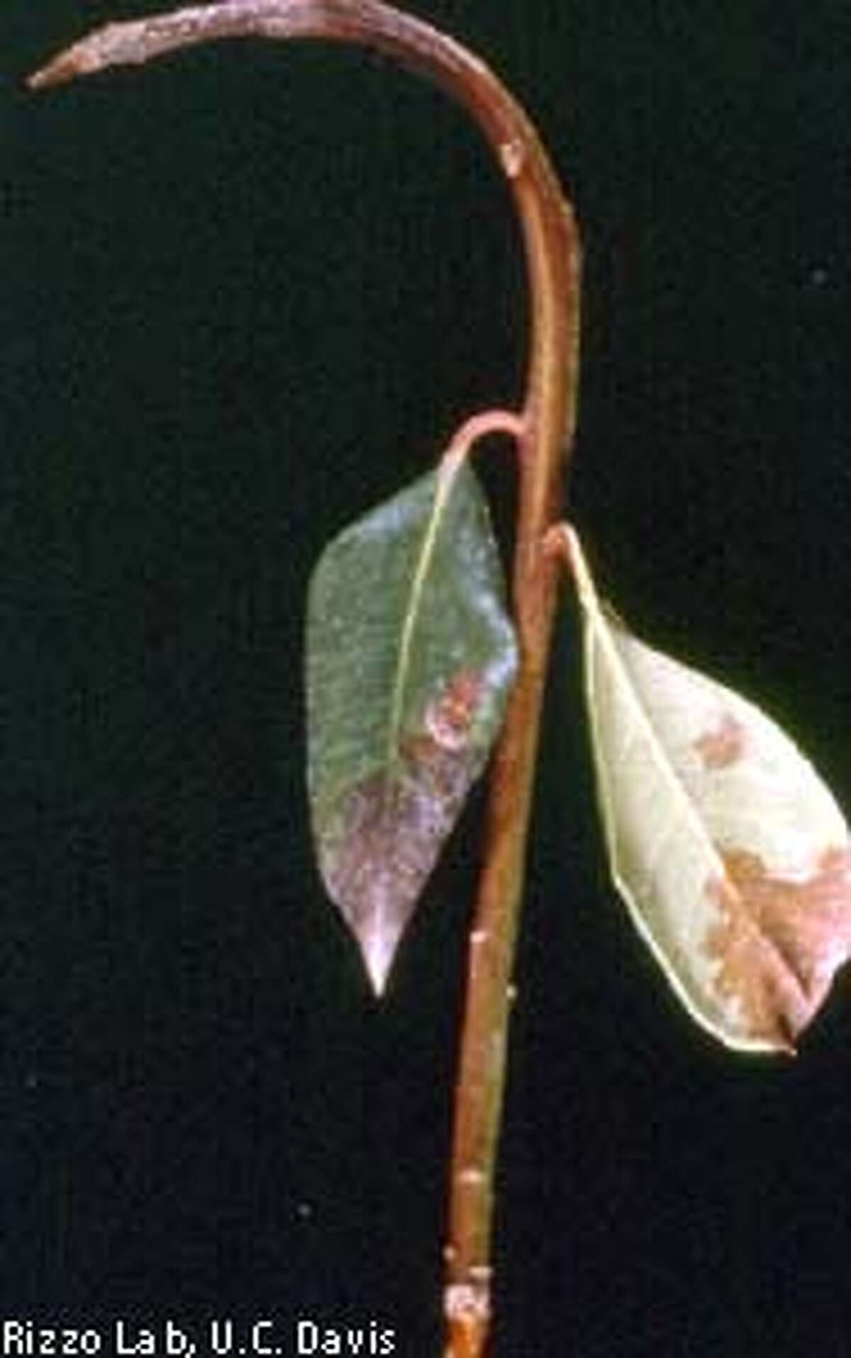 Sudden oak death / Homeowners fear for their trees