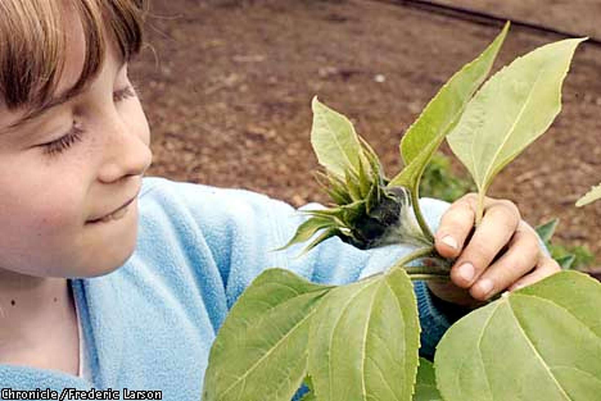 Cultivating school grounds / Elementary school gardens a good place to ...