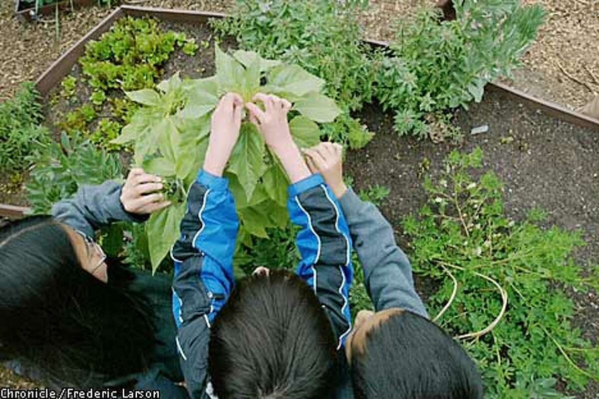 Cultivating school grounds / Elementary school gardens a good place to ...