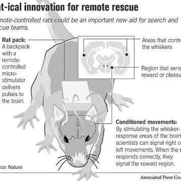 The many uses of cybernetic rats / Pentagon wants paralysis-research ...