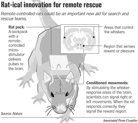 The many uses of cybernetic rats / Pentagon wants paralysis-research ...
