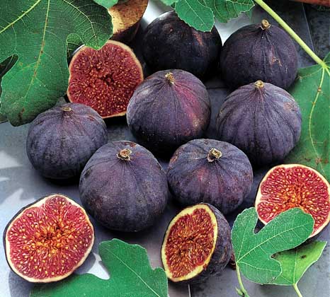 Fig to fit in a niche