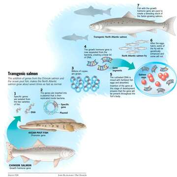 'Frankenfish' spawn controversy / Debate over genetically altered salmon