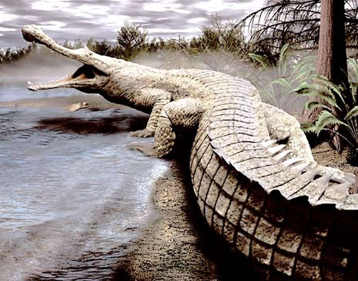 'SuperCroc' sharp but not snappy