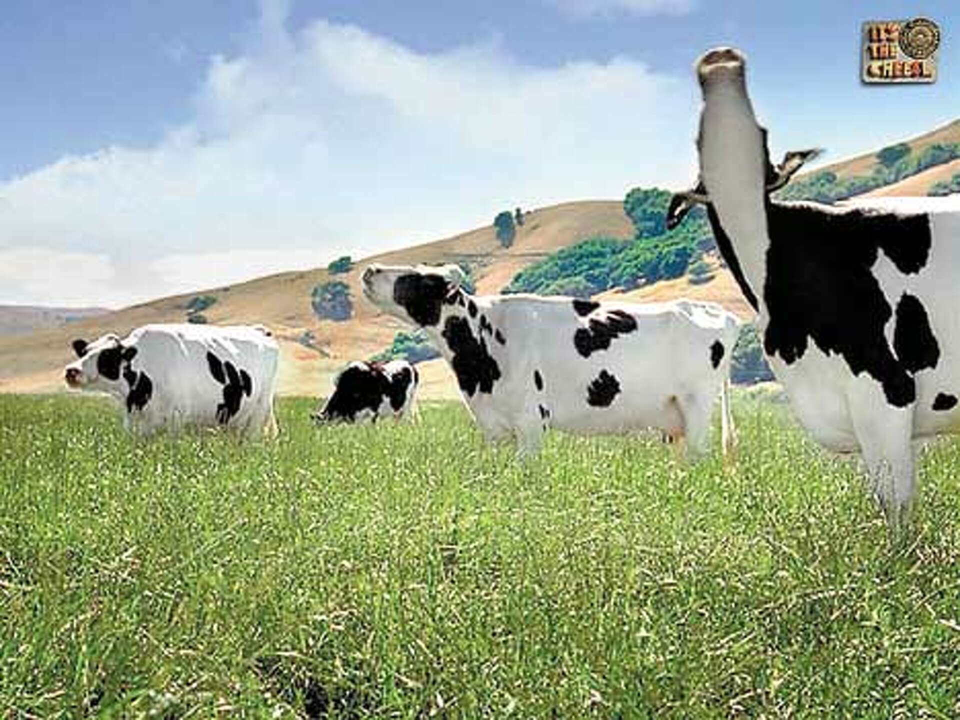 'Happy Cows' cheese ads called a sad tale / Idyllic depiction is false ...